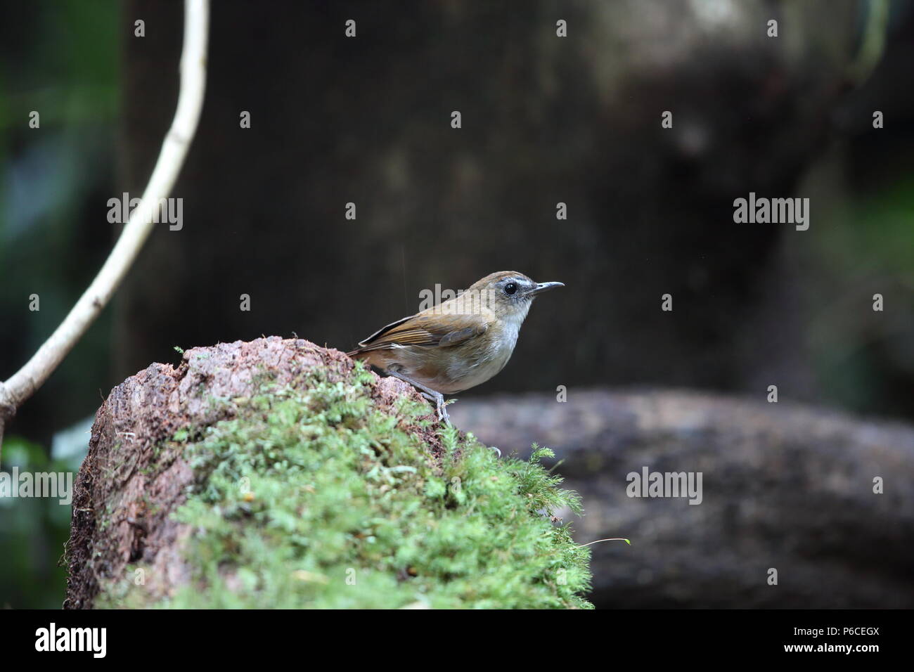Lesser shortwing (Brachypteryx leucophris langbianensis) in Dalat ...