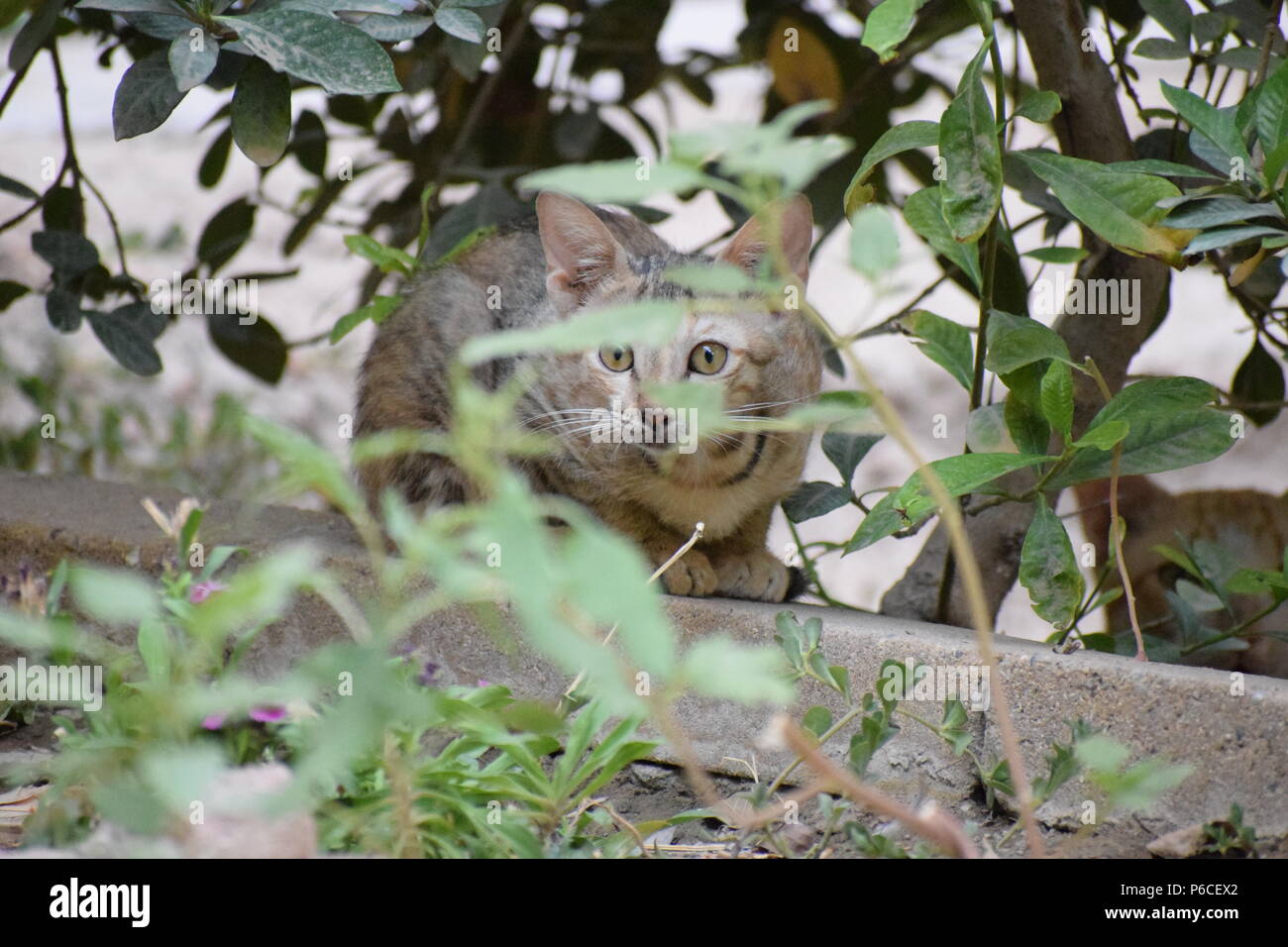 All cats are beautiful hi-res stock photography and images - Alamy