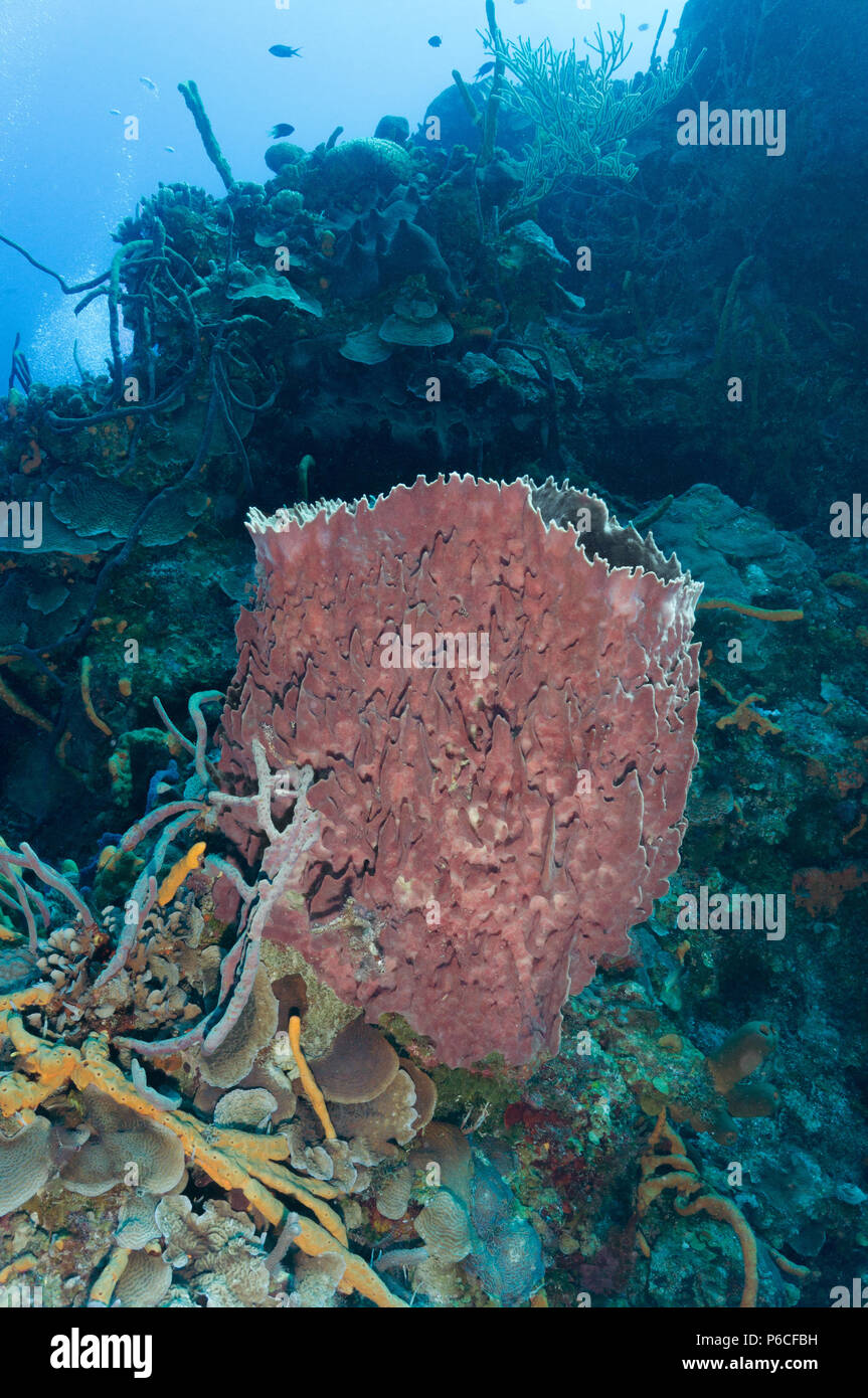 Sponge reef scene scuba hi-res stock photography and images - Alamy