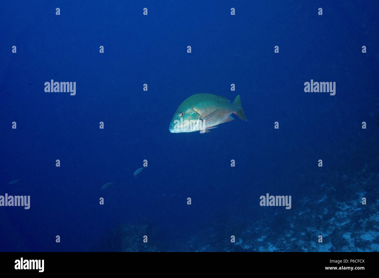 mutton snapper reef scene Stock Photo - Alamy