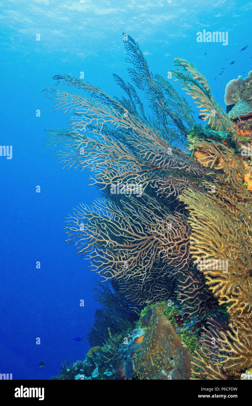 reef scene, deep water sea fan Stock Photo - Alamy