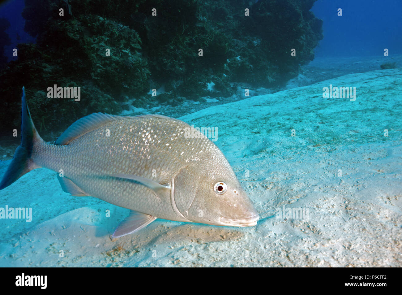 Fish margate hi-res stock photography and images - Alamy
