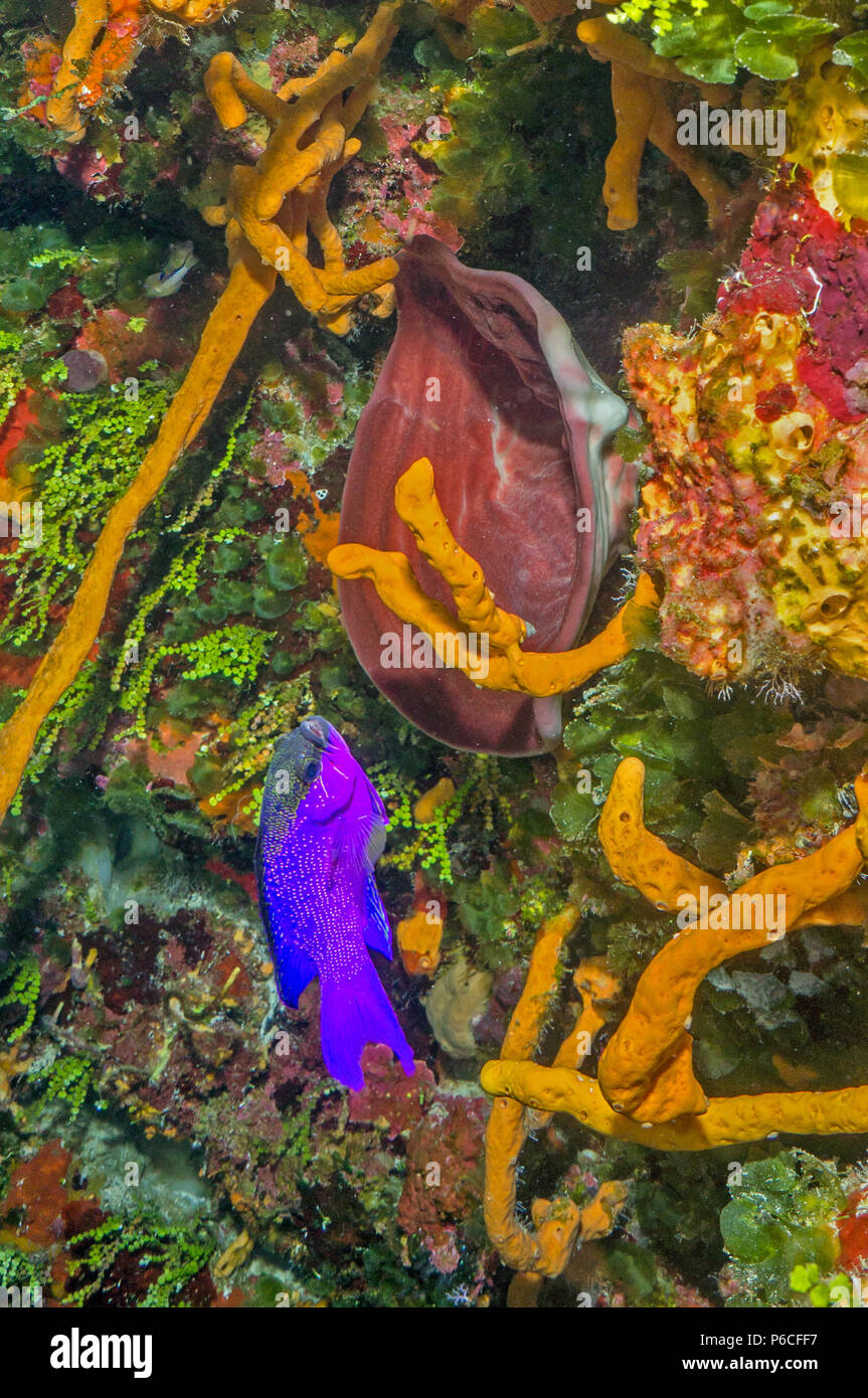 reef scene, blackcap basslet Stock Photo - Alamy