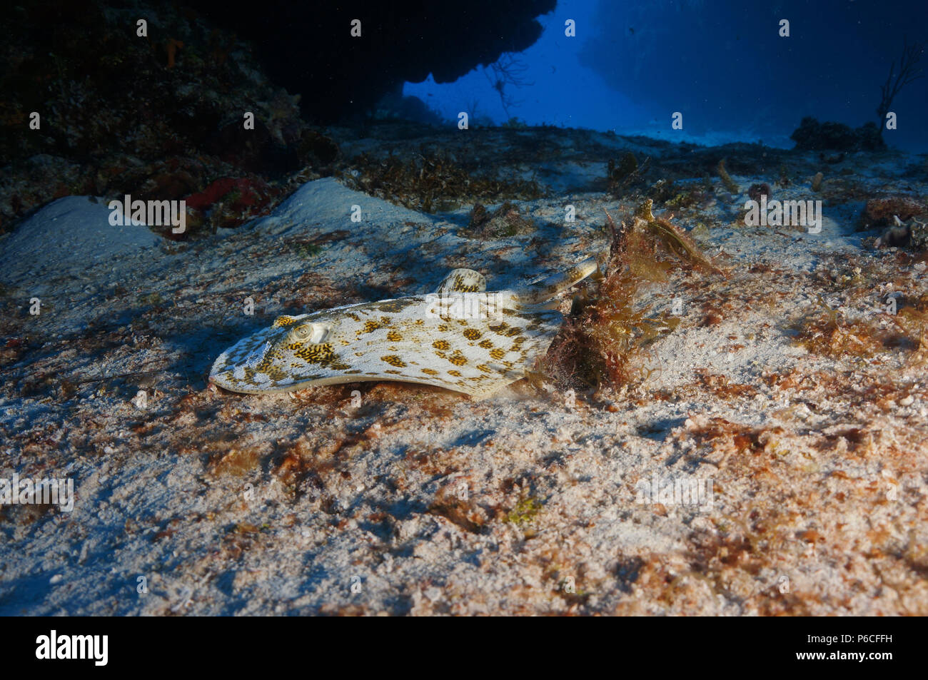 reef scene, yellow stringray Stock Photo - Alamy