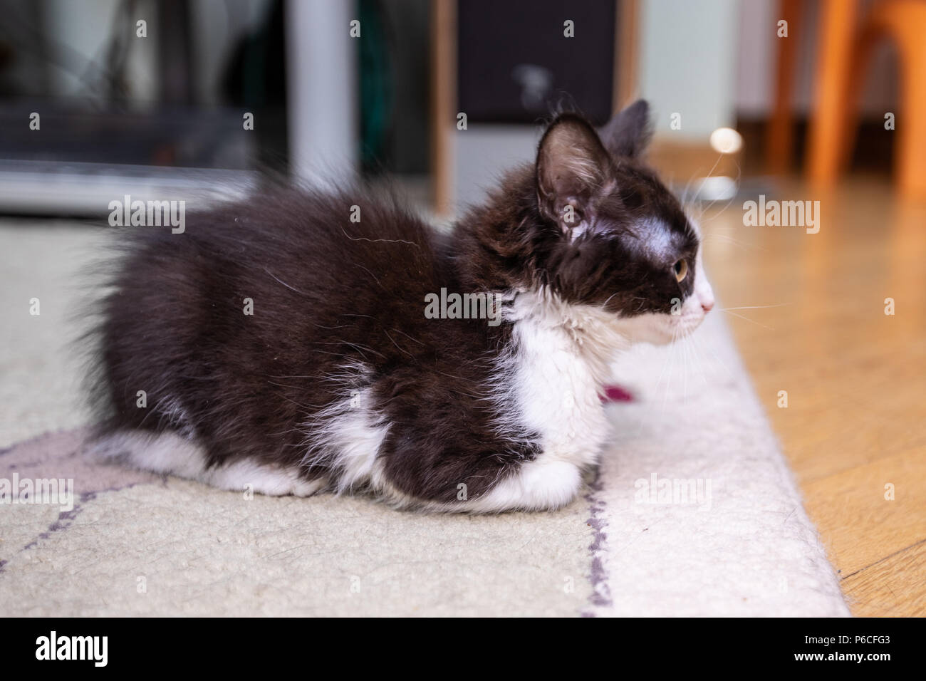 Funny smiling black and white kitten Stock Photo - Alamy
