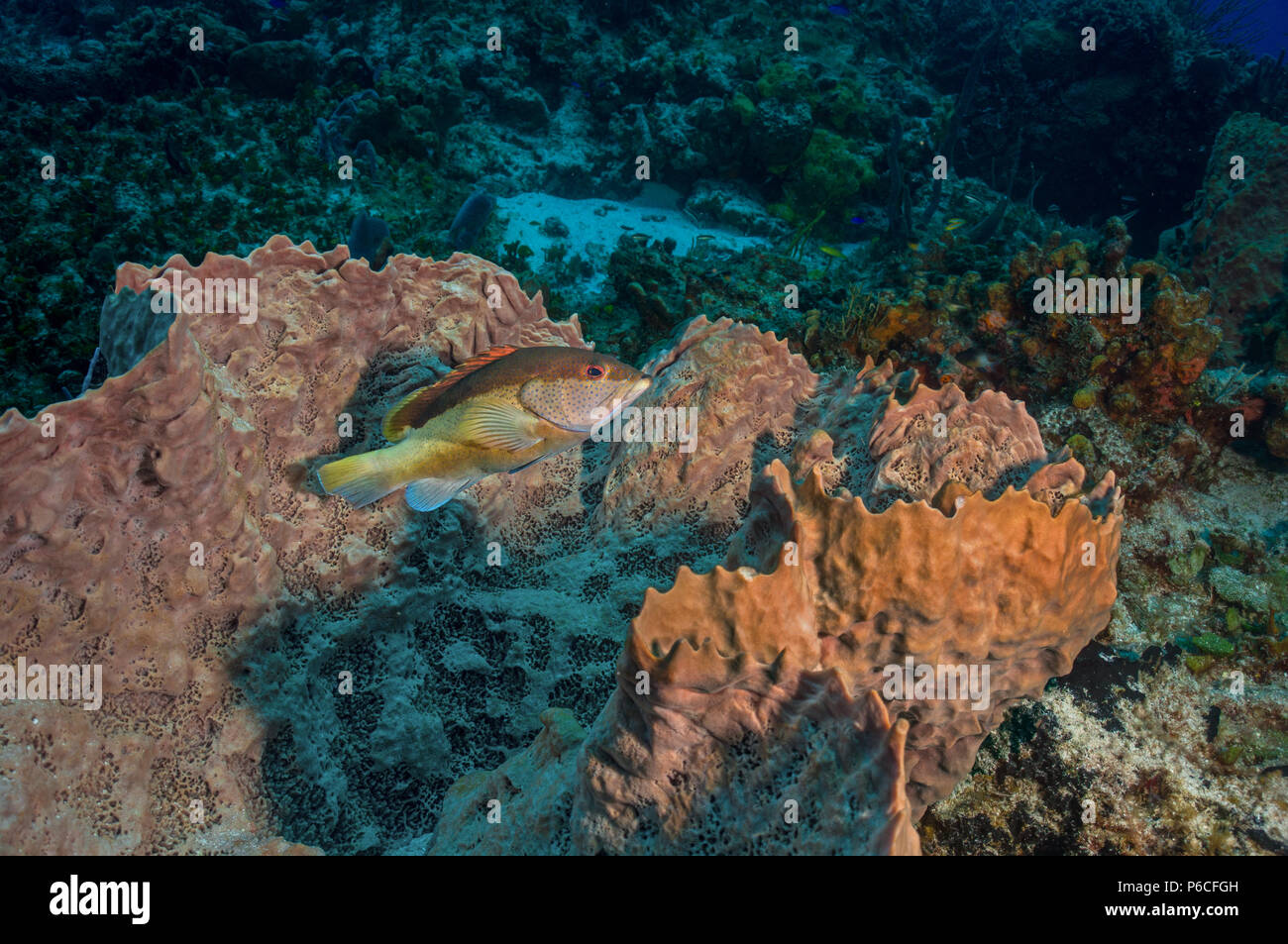 Coney fish caribbean hi-res stock photography and images - Alamy