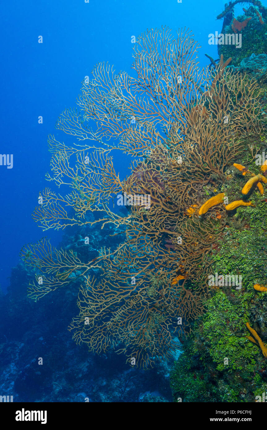 deep water sea fan, reef scene Stock Photo - Alamy