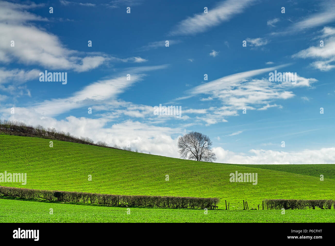 Sloping field with a tree under a blue sky with scattered clouds Stock ...