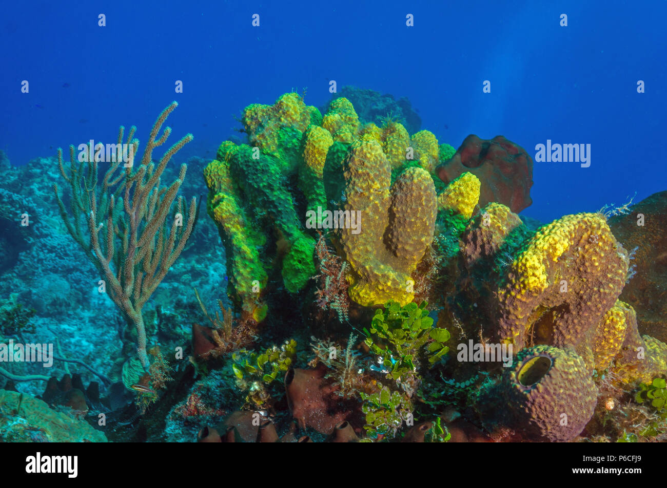reef scene, sponge Stock Photo - Alamy