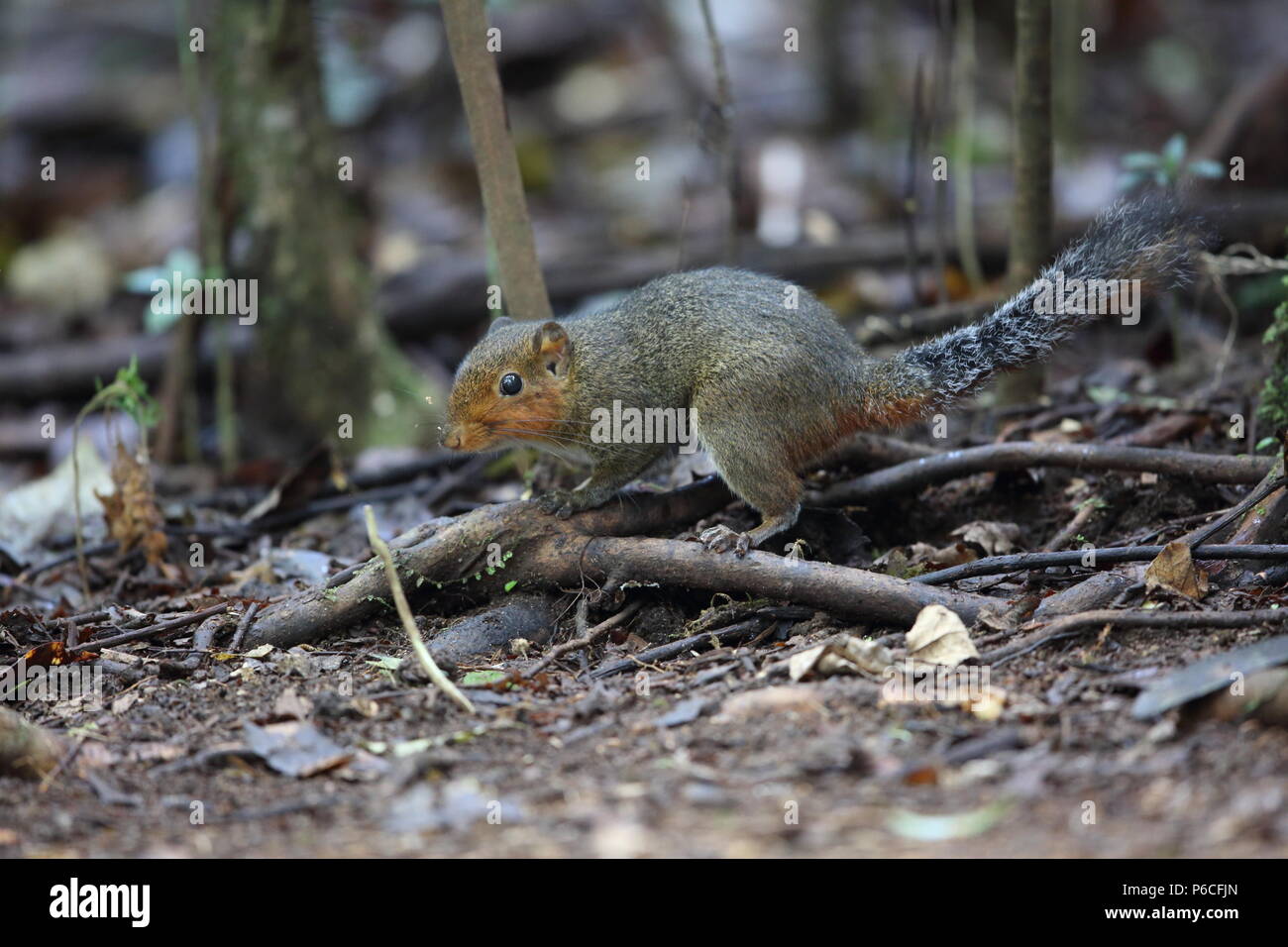 Asian red-cheeked Squirrel (Dremomys rufigenis) in Da lat, Vietnam ...