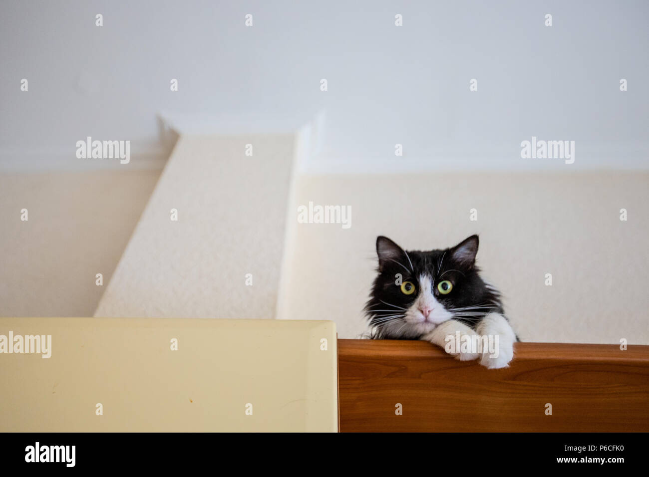 Haughty animal hi-res stock photography and images - Alamy