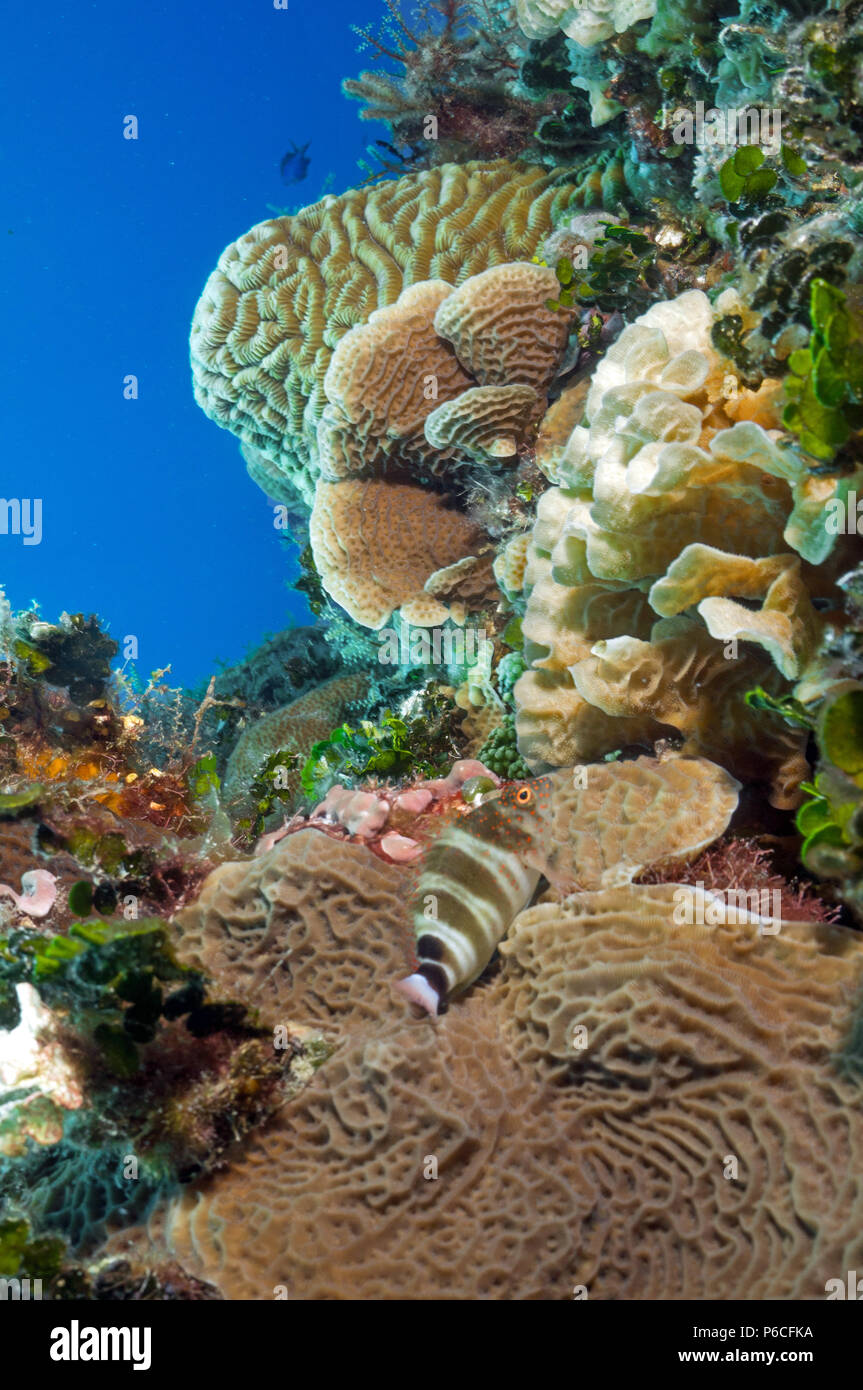 reef scene, red spotted hawkfish Stock Photo - Alamy