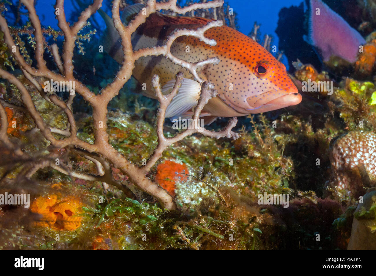 Coney fish caribbean hi-res stock photography and images - Alamy