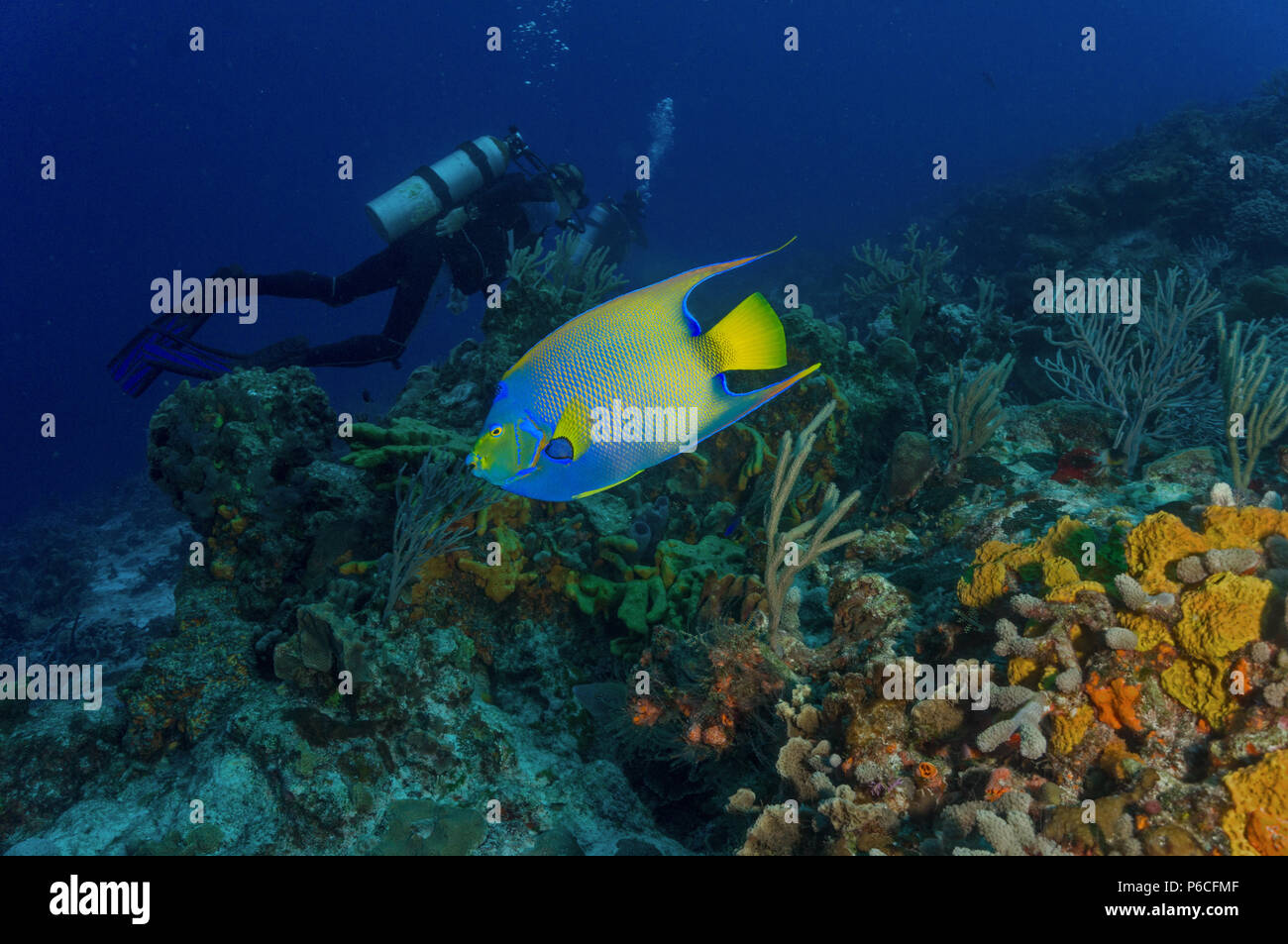 Angelfish underwater fish marine hi-res stock photography and images ...