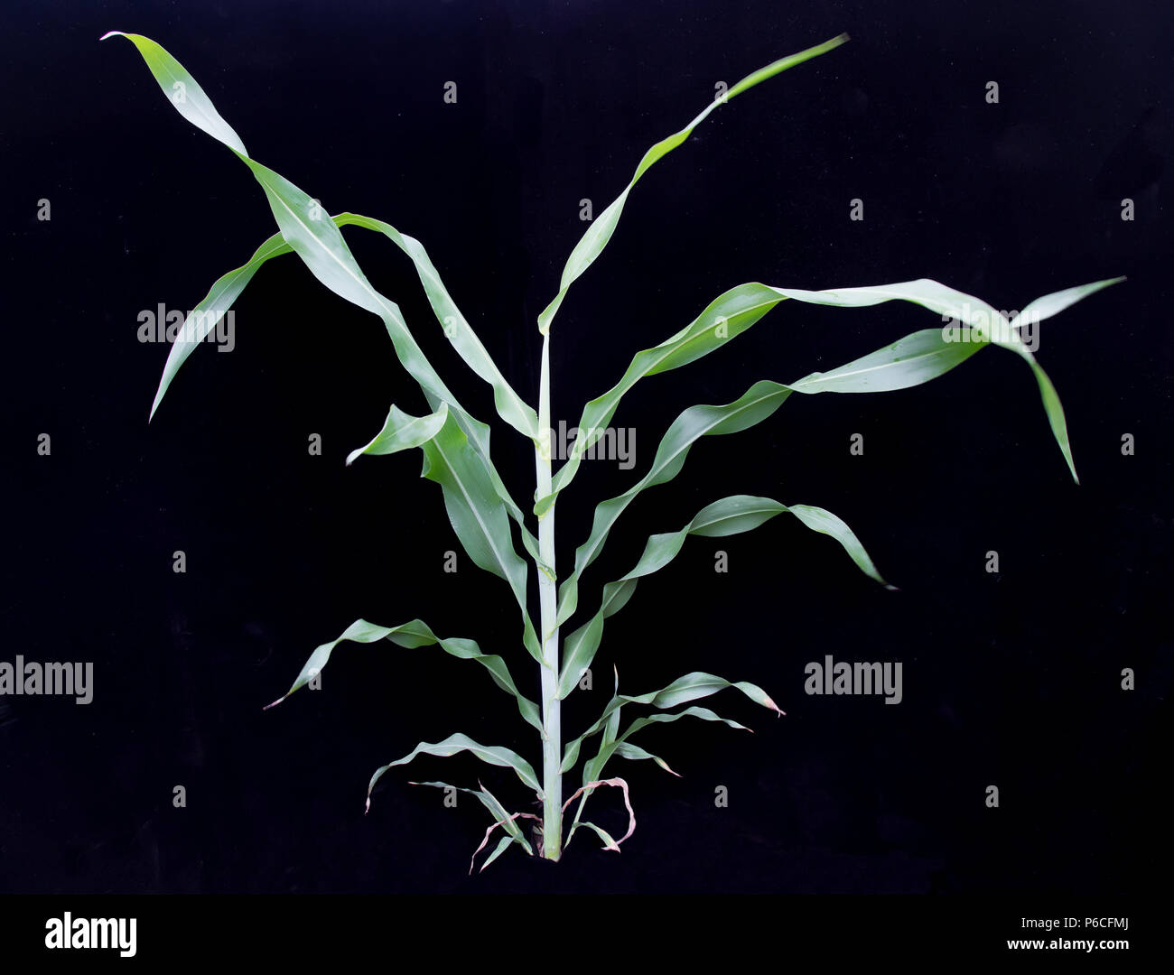 Sorghum boot stage plant against black background Stock Photo - Alamy