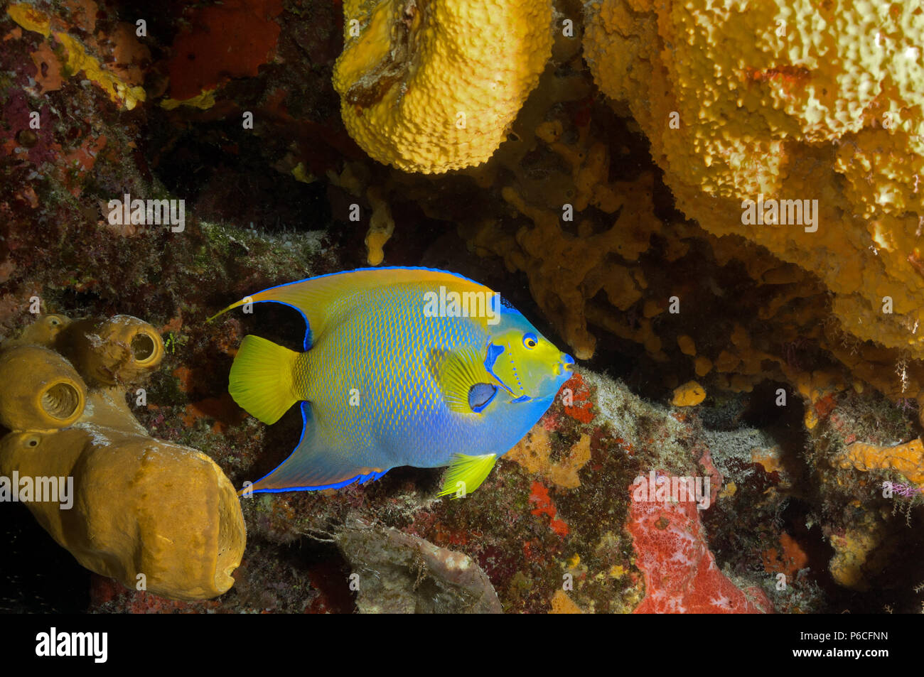 Angelfish fish underwater marine sea hi-res stock photography and ...