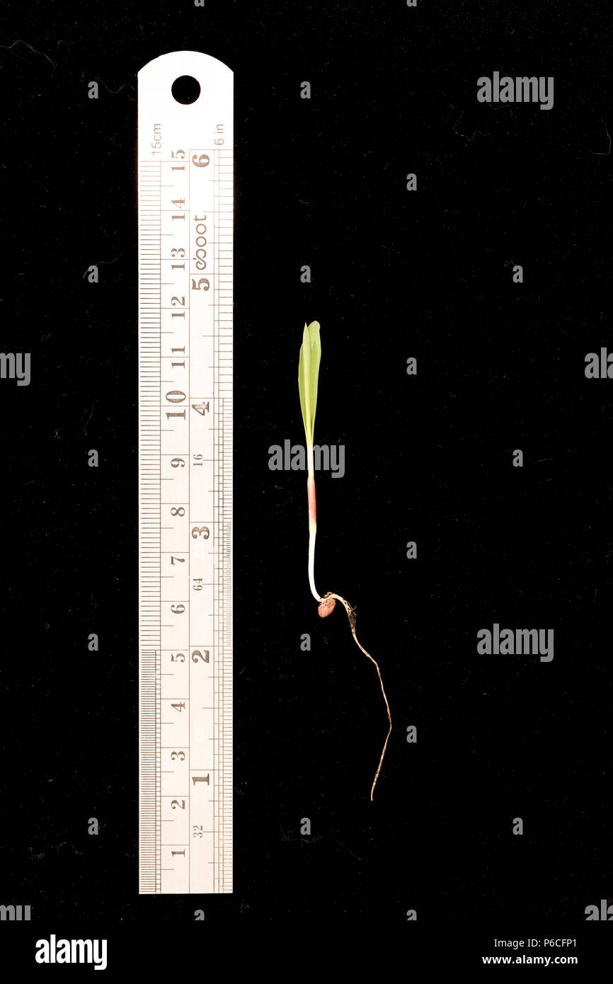 Sorghum - normal planting depth Stock Photo - Alamy