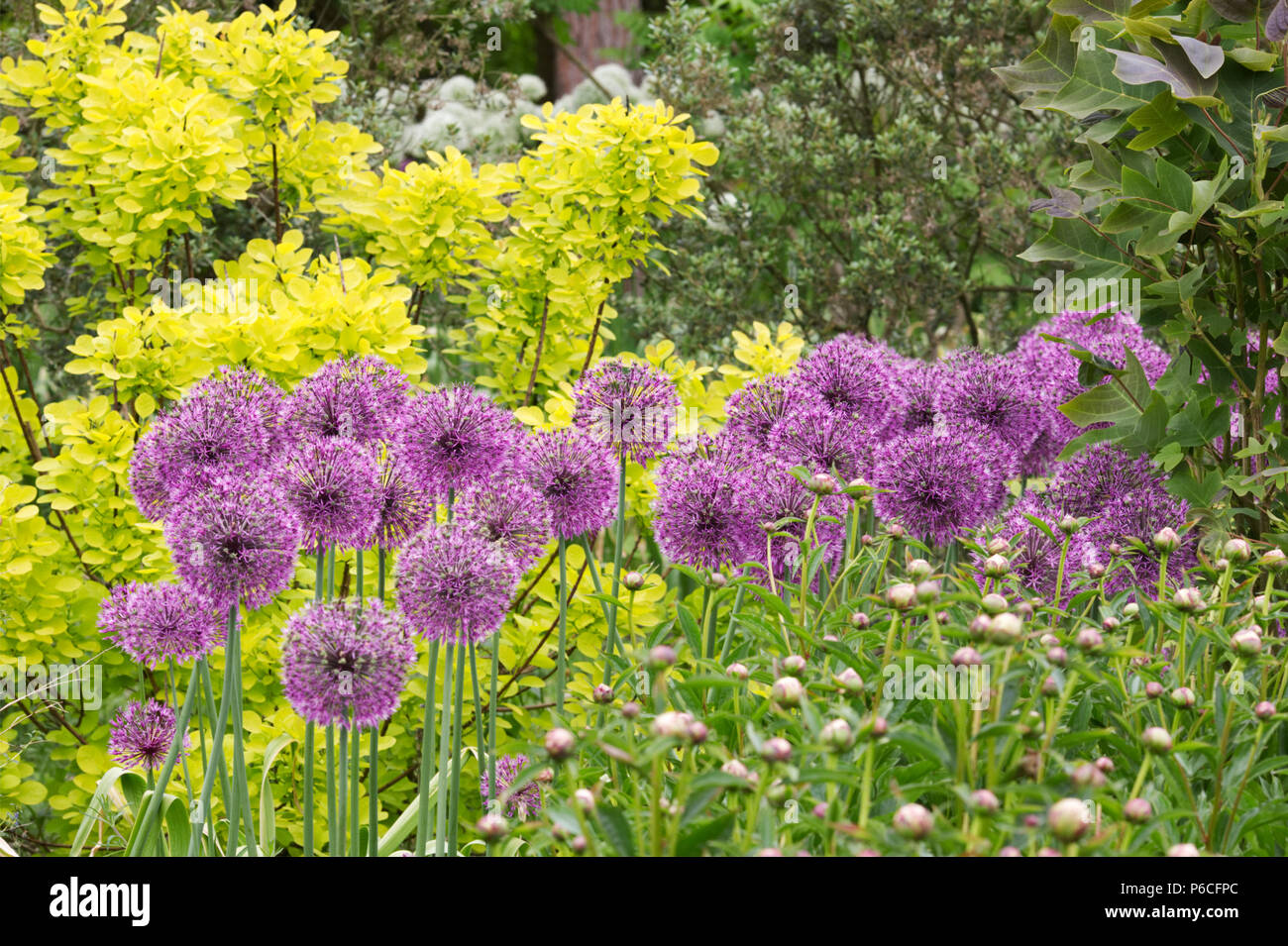 Allium jesdianum 'Early Emperor' flowers Stock Photo - Alamy