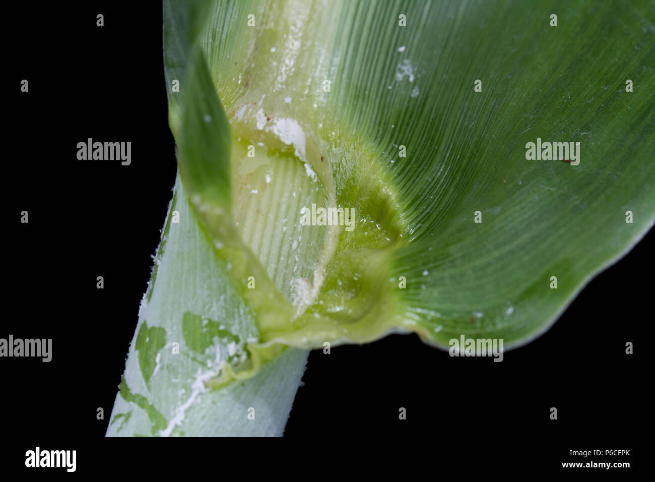 Leaf collar (front Stock Photo - Alamy