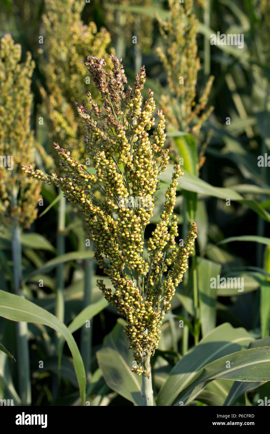 Soft dough (head and peduncle only Stock Photo - Alamy