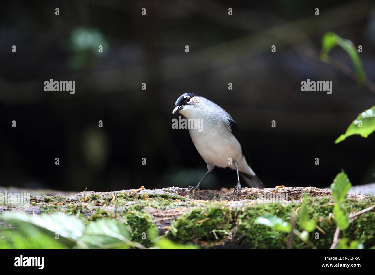 Black-headed Sibia (Heterophasia desgodinsi robinsoni) in Dalat ...