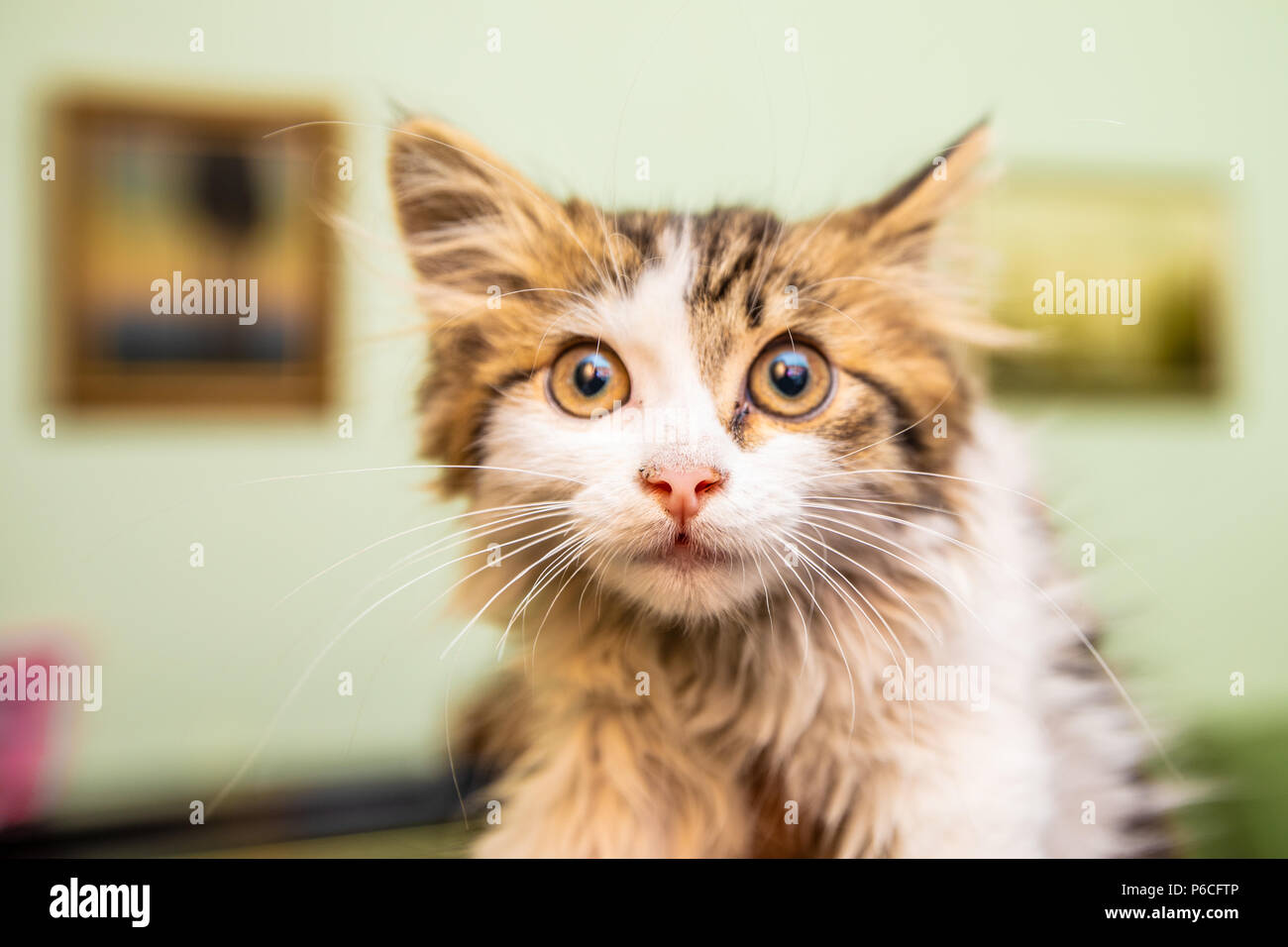 Kitty smiles hi-res stock photography and images - Alamy
