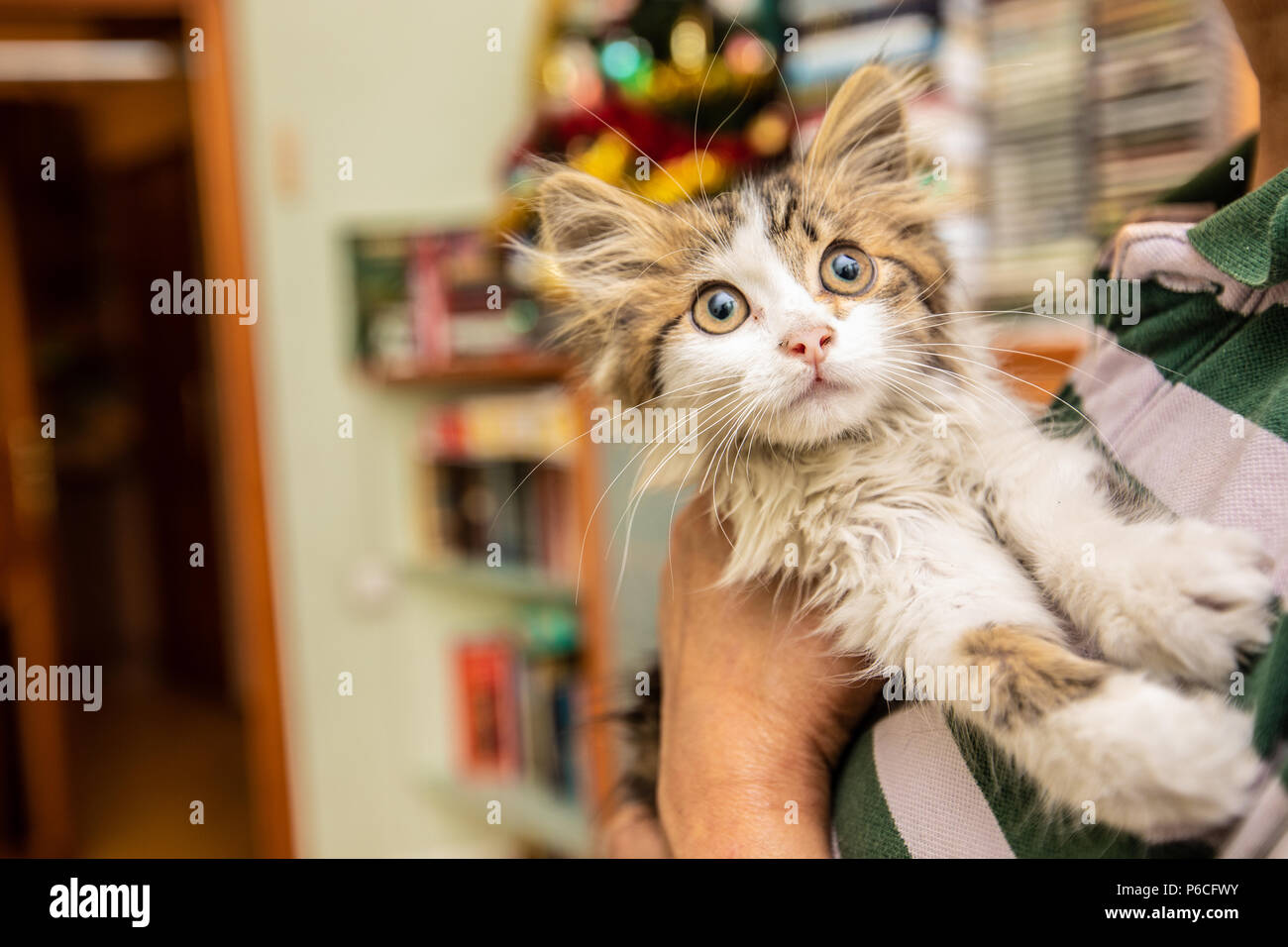 Kitty smiles hi-res stock photography and images - Alamy