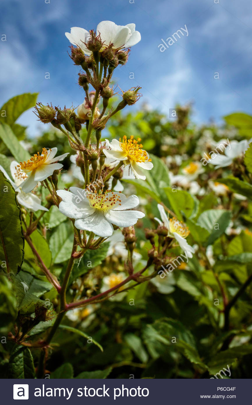 Rosa Multiflora Flower Stock Photos & Rosa Multiflora Flower Stock ...