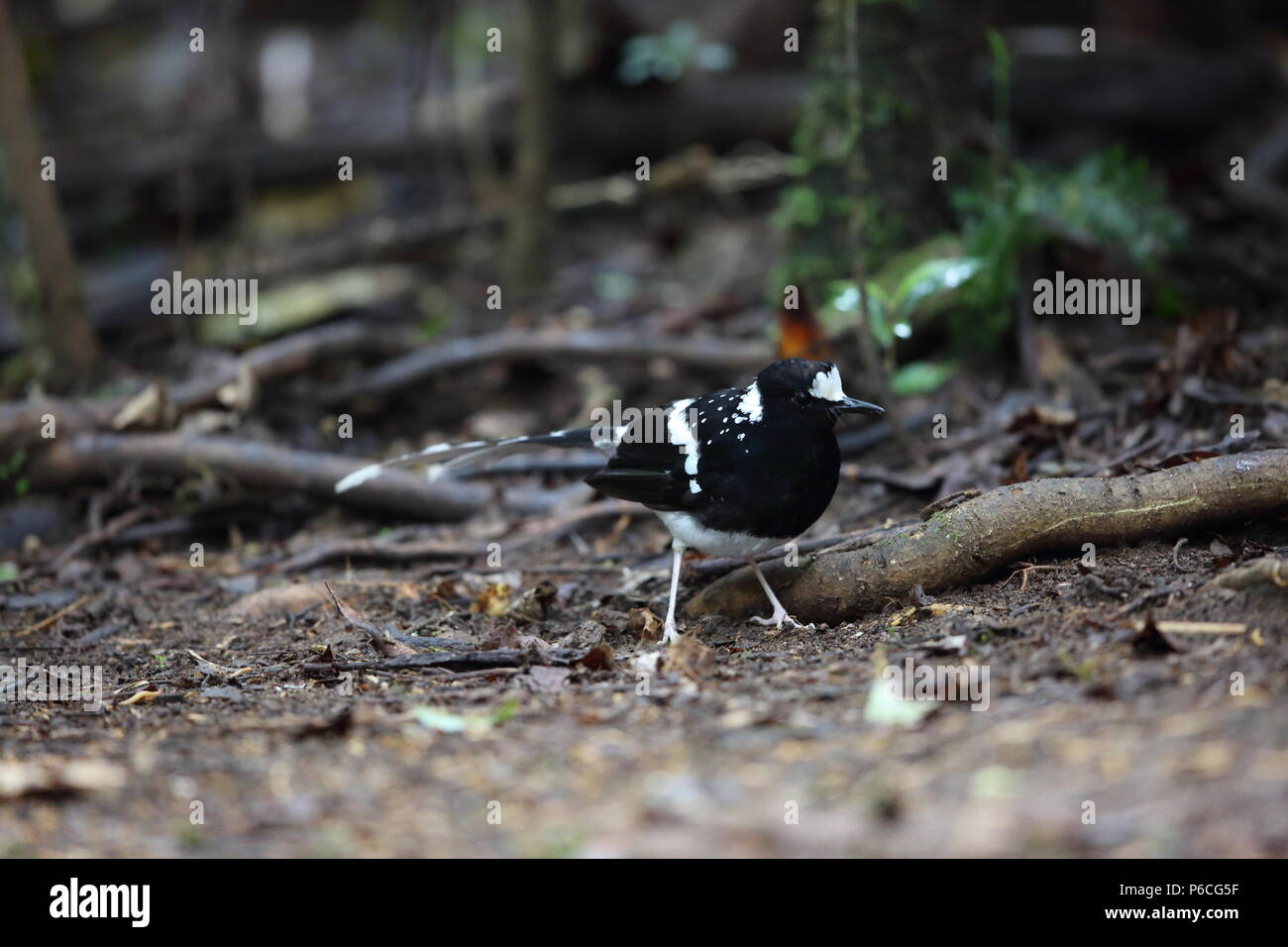 Spotted forktail (Enicurus maculatus) in Dalat, Vietnam Stock Photo - Alamy