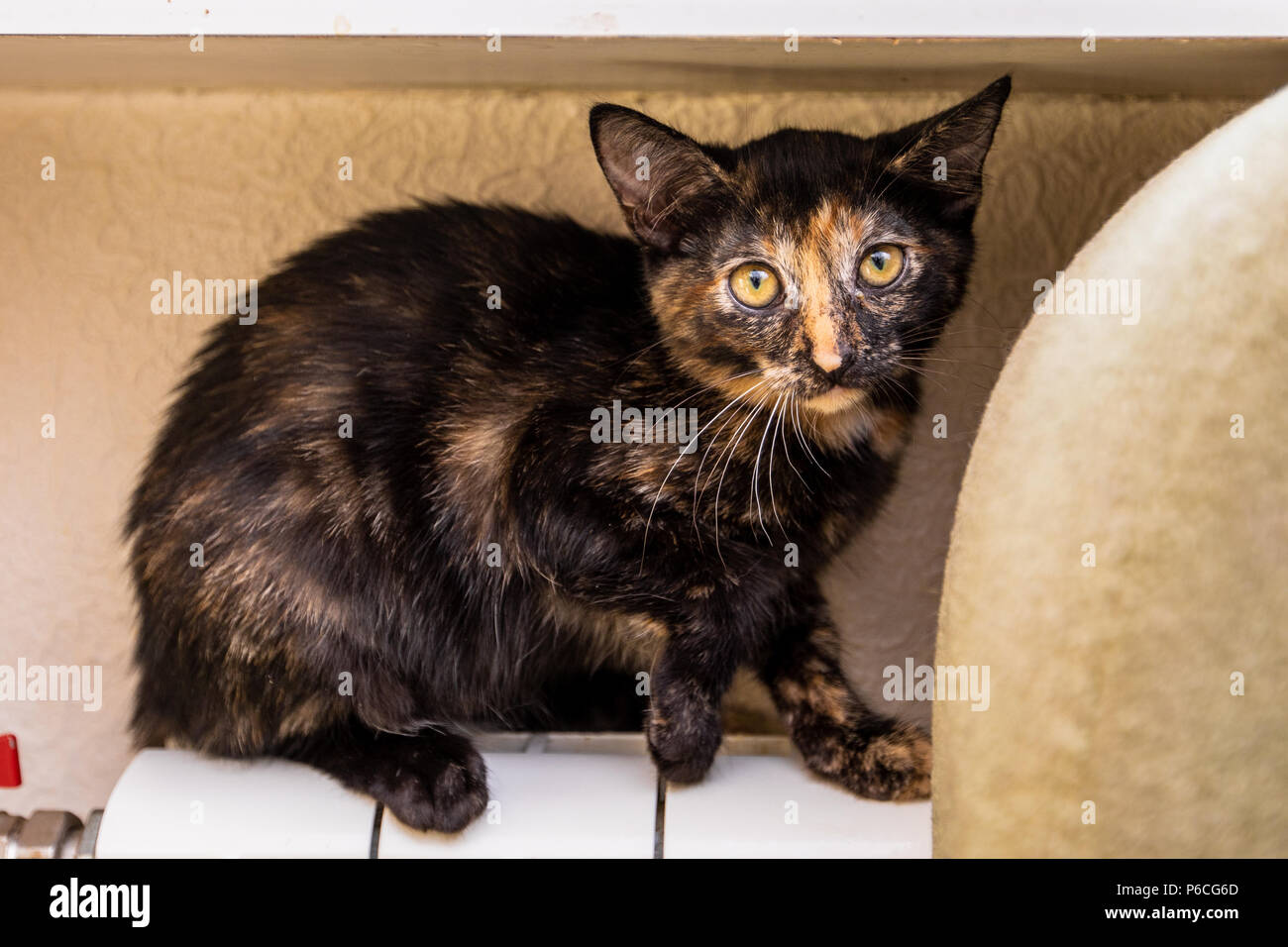 three colored cat smiling in the room Stock Photo - Alamy