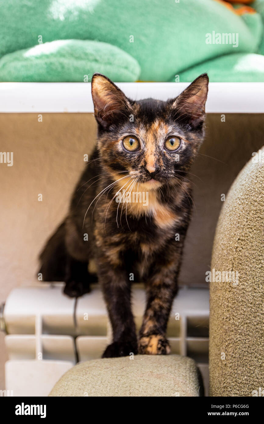 Three colored cat hi-res stock photography and images - Alamy