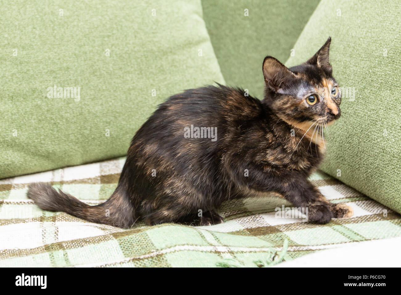 three colored cat smiling in the room Stock Photo - Alamy