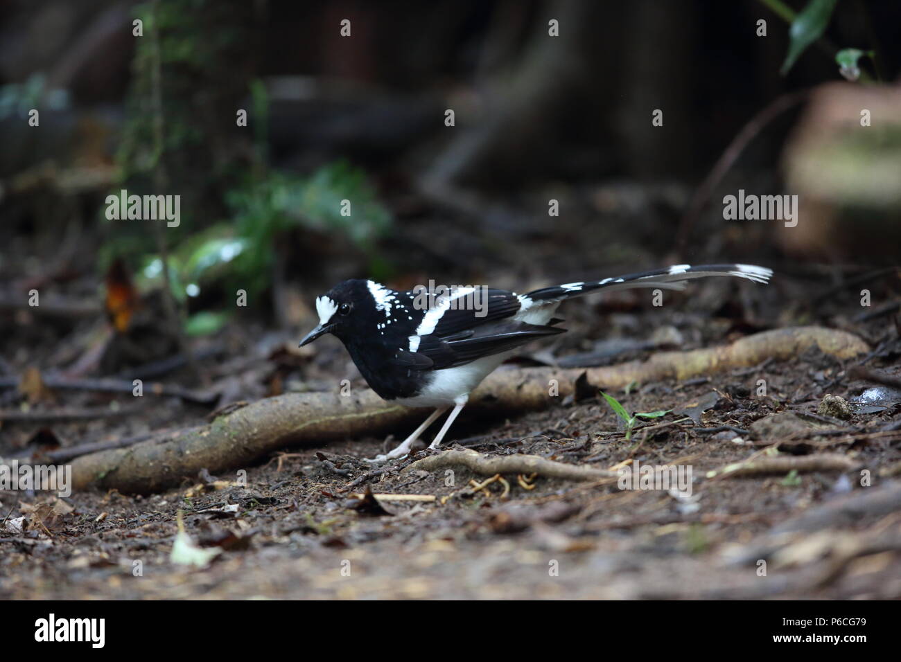 Spotted forktail (Enicurus maculatus) in Dalat, Vietnam Stock Photo - Alamy