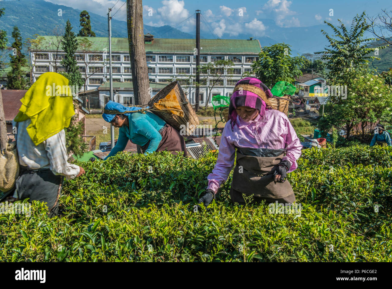Woman in darjeeling india hi-res stock photography and images - Alamy