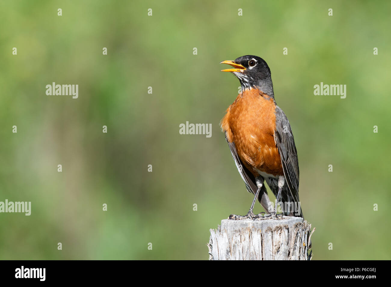 Red breasted robin hi-res stock photography and images - Alamy