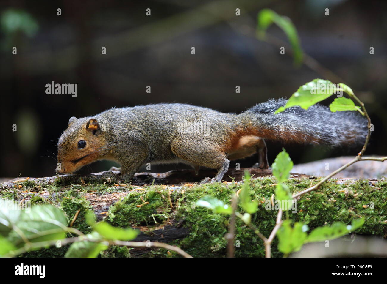 Asian red-cheeked Squirrel (Dremomys rufigenis) in Da lat, Vietnam ...
