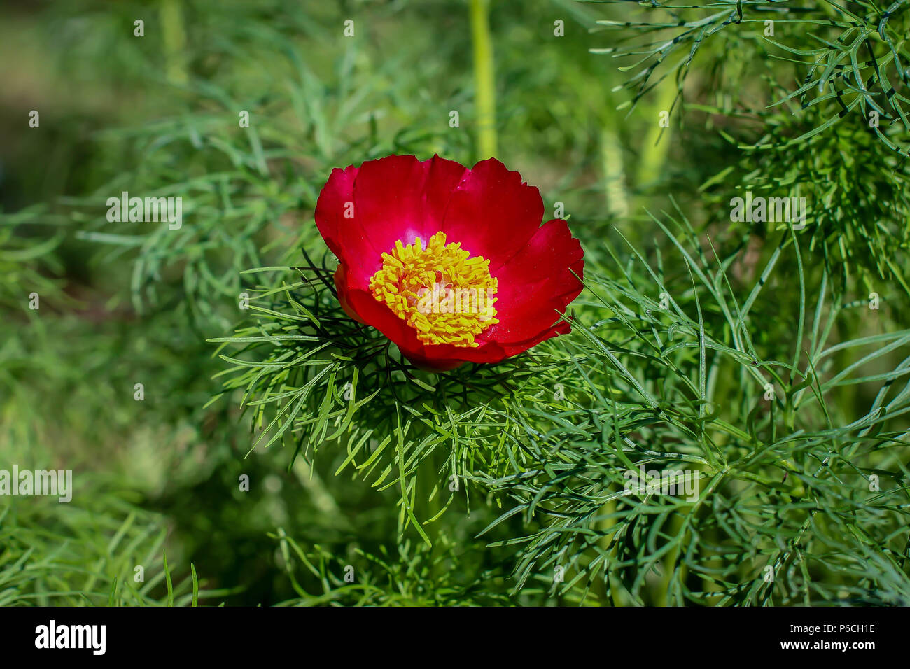 Flower of red wild species of fine leaved peony (Paeonia tenuifolia ...