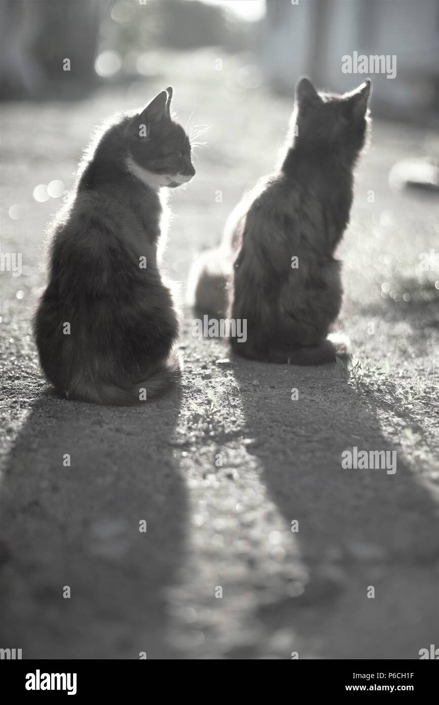Two cats sit hi-res stock photography and images - Alamy