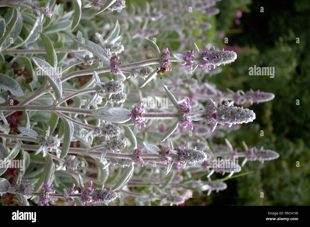 Simpel hi-res stock photography and images - Alamy