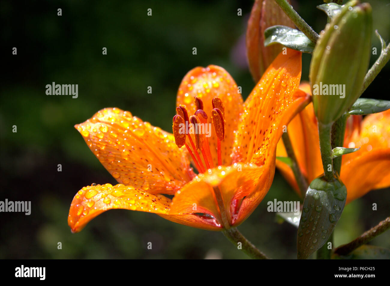 Rain in garden summer drops hi-res stock photography and images - Alamy