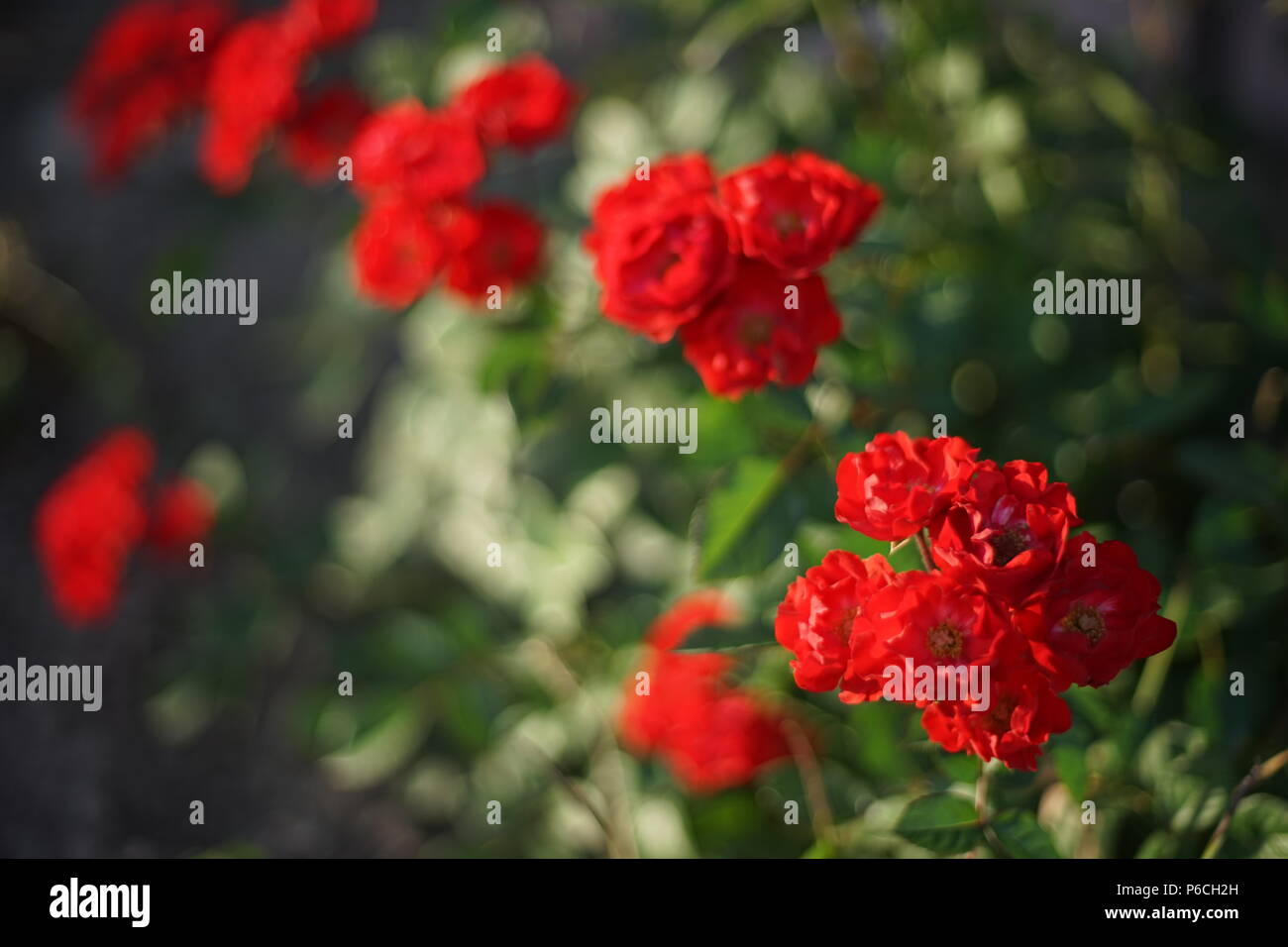 Red roses grow in the summer garden Stock Photo - Alamy