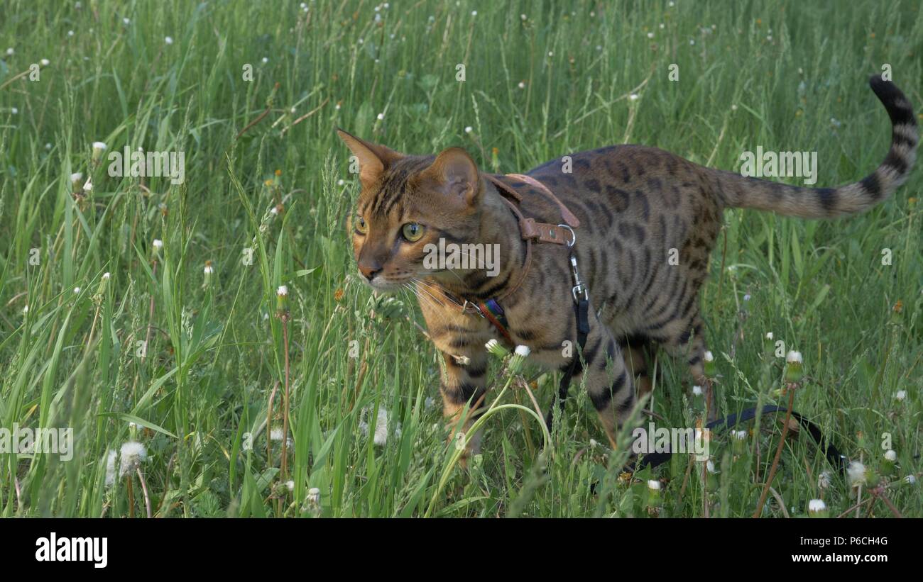 Bengal cat walks in the grass. He shows different emotions. Predator ...