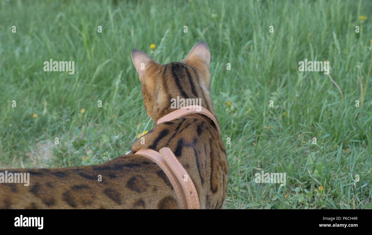 Bengal cat walks in the grass. He shows different emotions. The cat ...