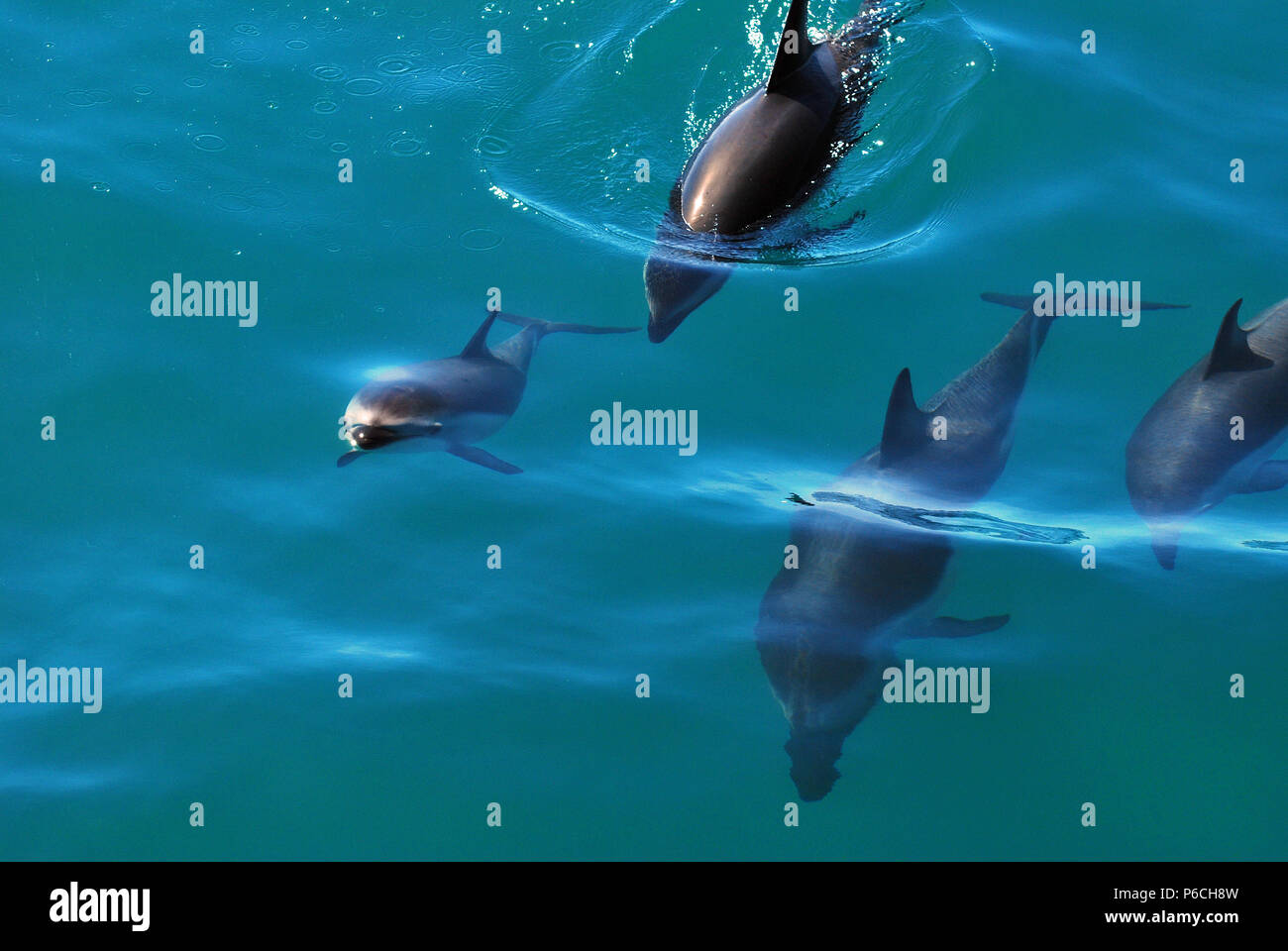 Active dolphins hi-res stock photography and images - Alamy