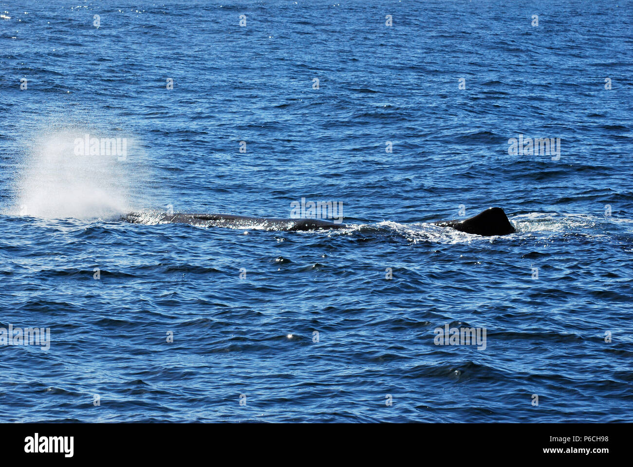 New Zealand whale watching Stock Photo - Alamy