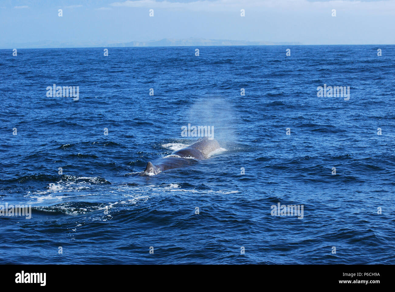 New Zealand whale watching Stock Photo - Alamy