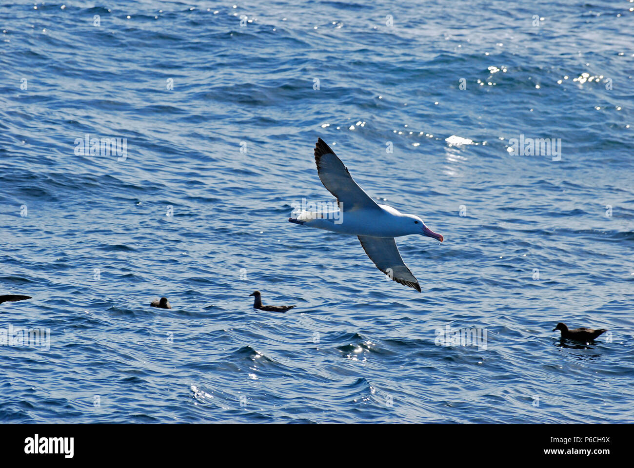 Ocean albatross hi-res stock photography and images - Alamy
