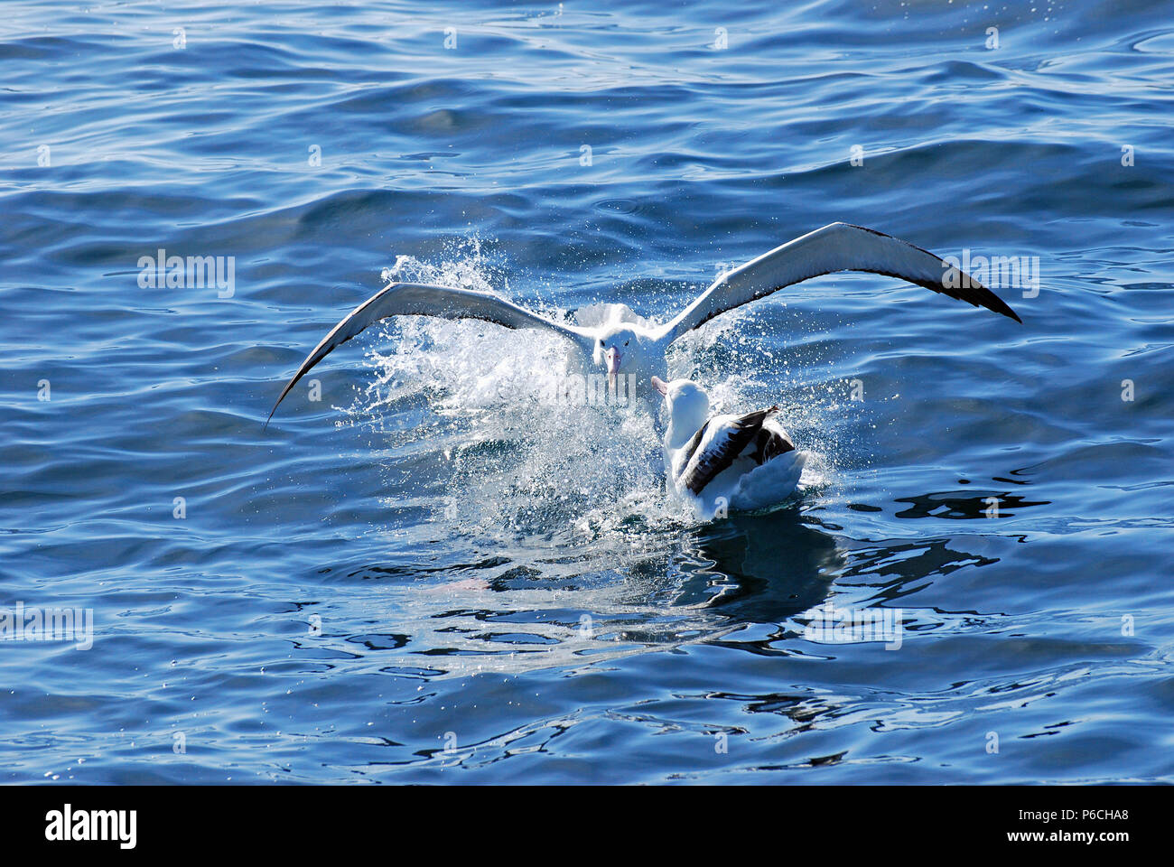 Albatross fish hi-res stock photography and images - Alamy