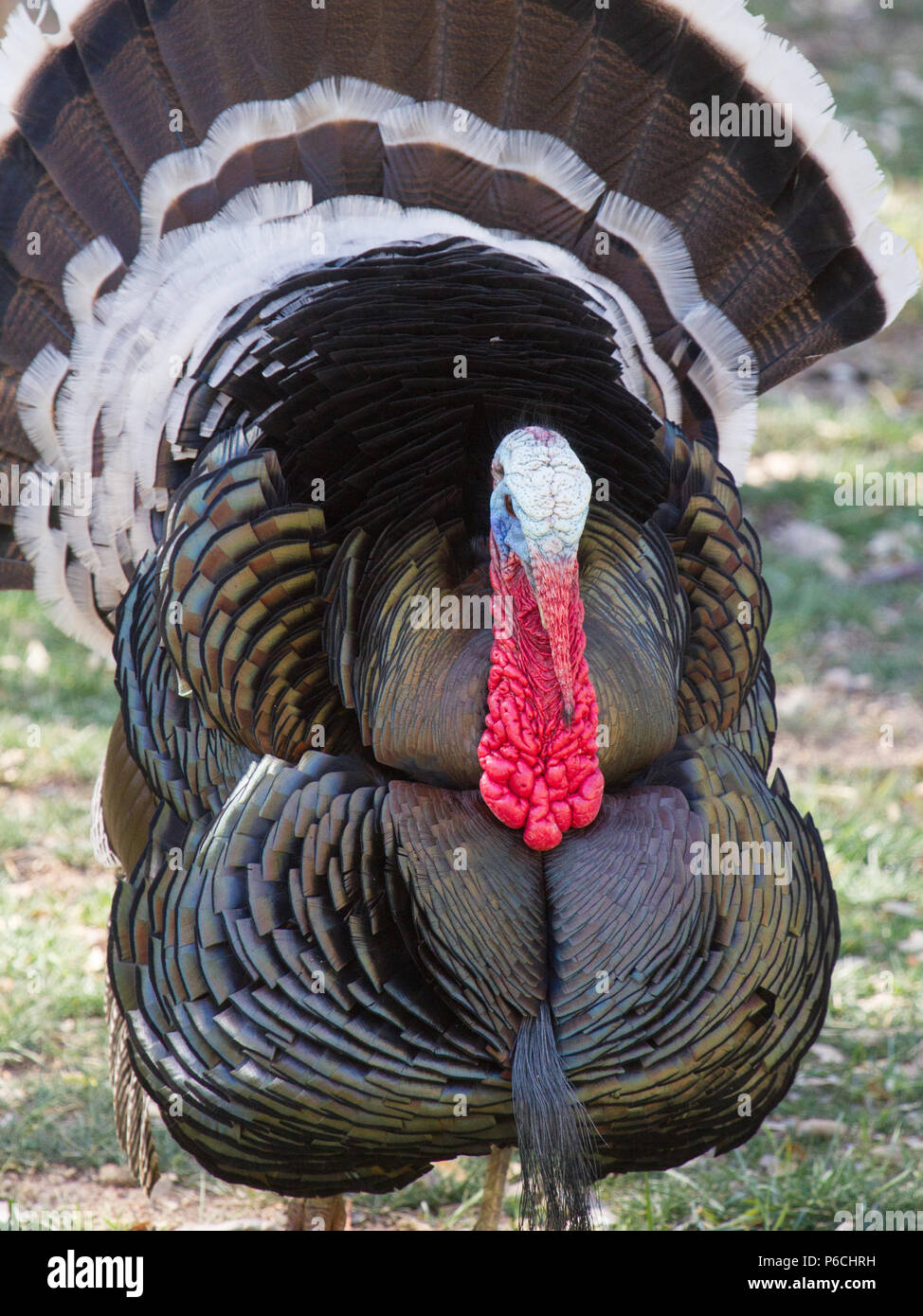Turkey Gobbler