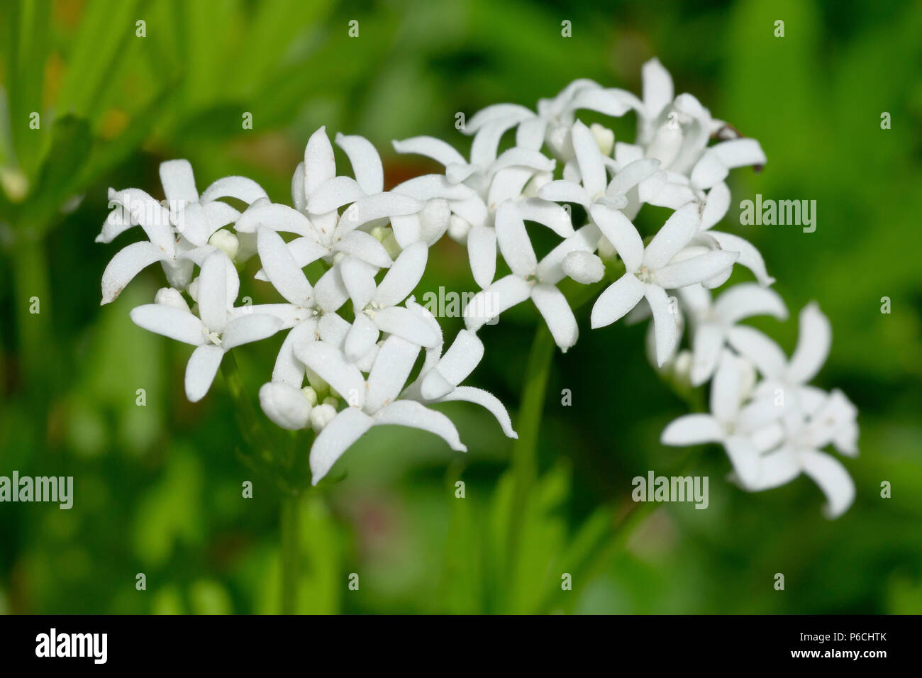 Woodruff or Sweet Woodruff (galium odoratum), close up of a cluster of ...